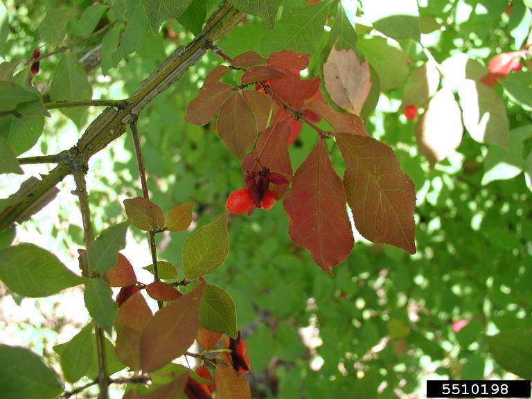 winged burning bush (Euonymus alatus (Thunb.) Sieb.)