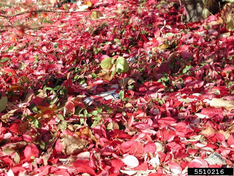 winged burning bush (Euonymus alatus (Thunb.) Sieb.)