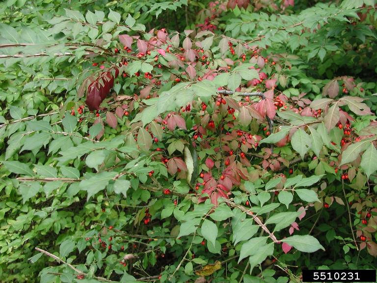 winged burning bush (Euonymus alatus (Thunb.) Sieb.)