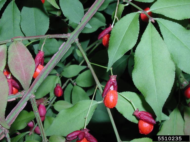 winged burning bush (Euonymus alatus (Thunb.) Sieb.)