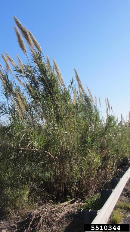 giant reed (Arundo donax L.)