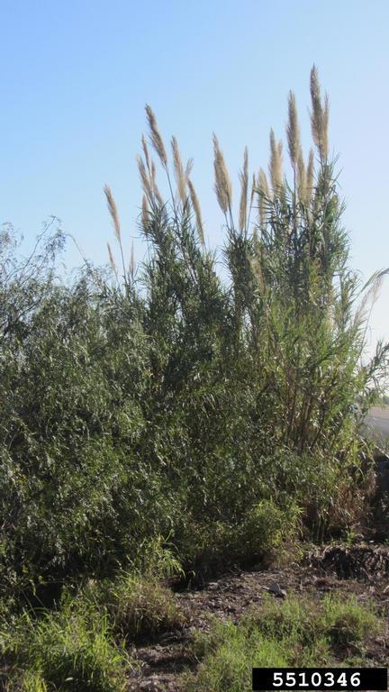 giant reed (Arundo donax L.)