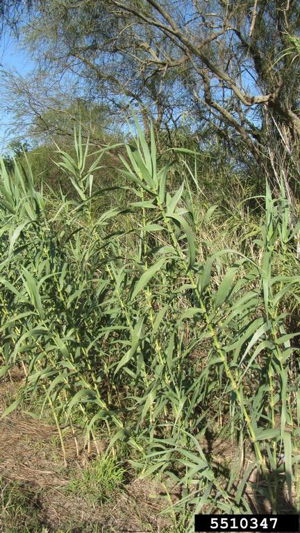 giant reed (Arundo donax L.)