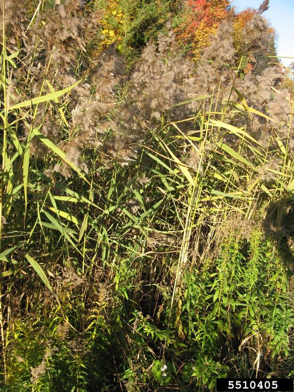 European common reed, Phragmites (Phragmites australis ssp. australis ...