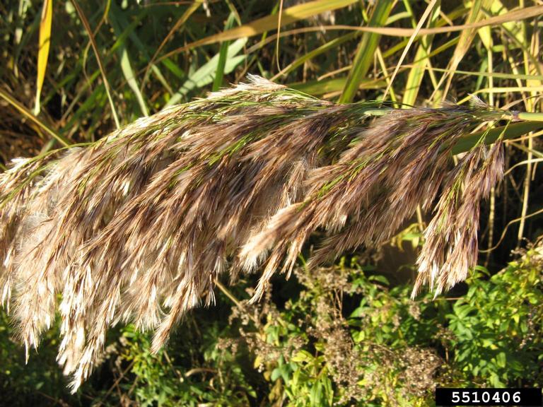 European common reed, Phragmites (Phragmites australis ssp. australis ...