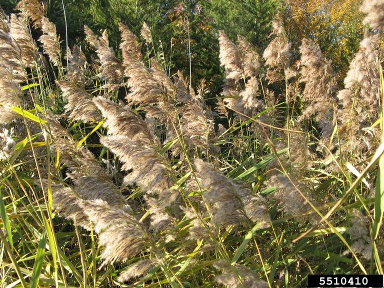 European common reed, Phragmites (Phragmites australis ssp. australis ...