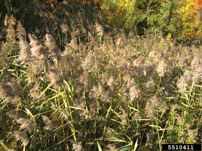 European common reed, Phragmites (Phragmites australis ssp. australis ...