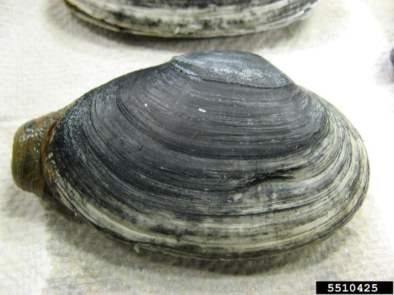 softshell, Mya arenaria (Myoida: Myidae) - 5510425