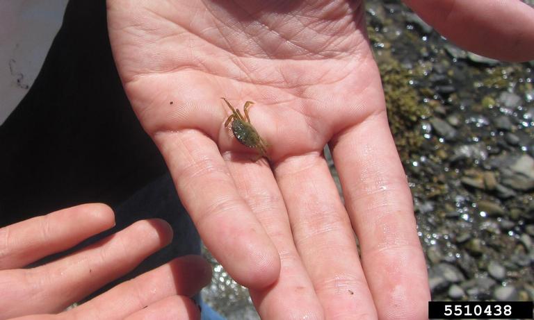 European green crab (Carcinus maenas)
