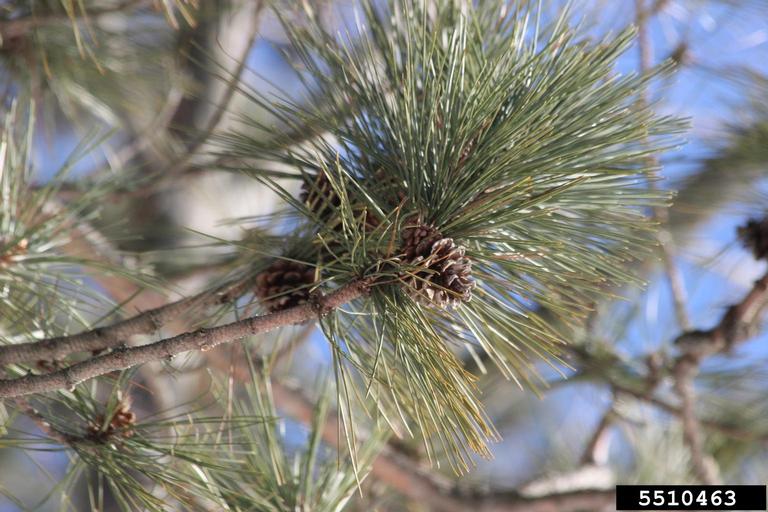 red pine (Pinus resinosa Soland.)