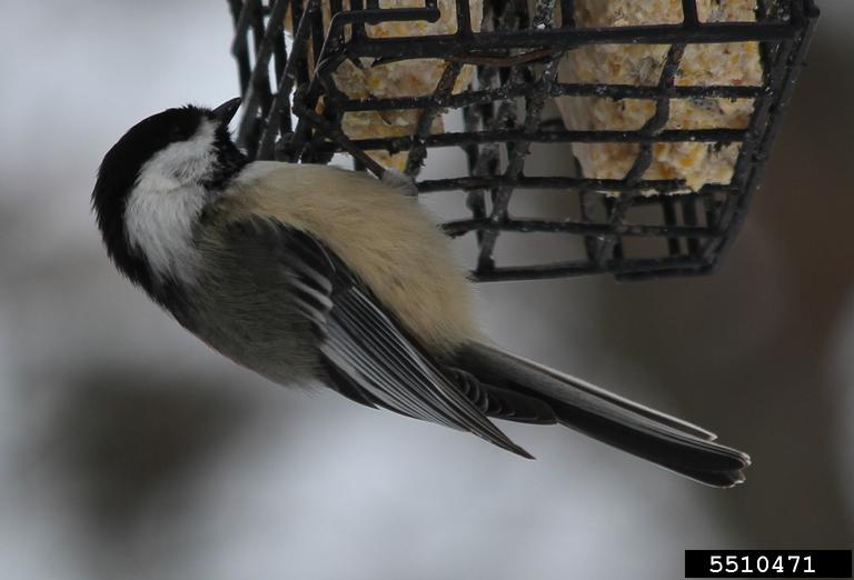 black-capped chickadee (Poecile atricapillus) - 5510471