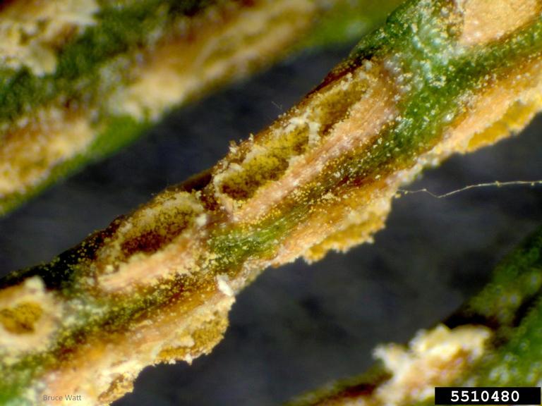 fir broom rust (Melampsorella caryophyllacearum (DC.) J. Schröt)