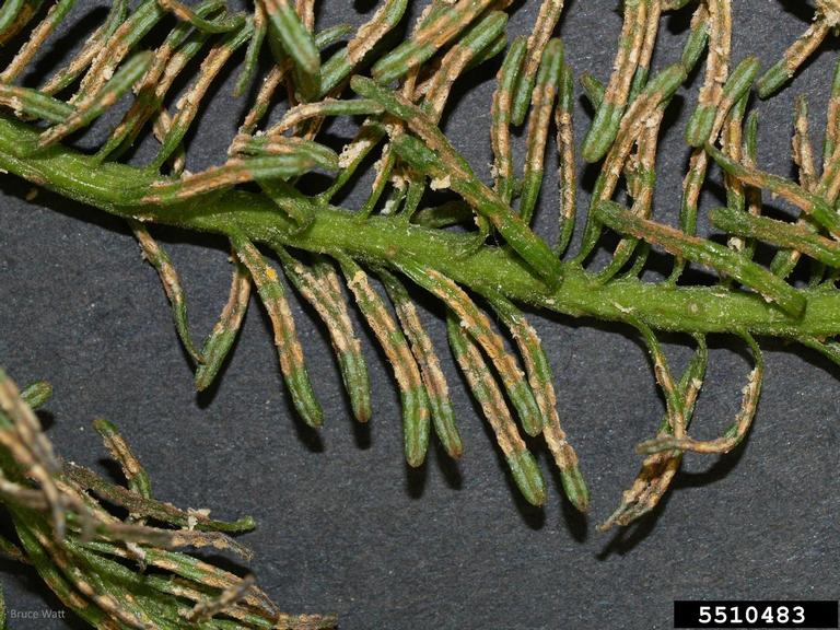 fir broom rust (Melampsorella caryophyllacearum (DC.) J. Schröt)