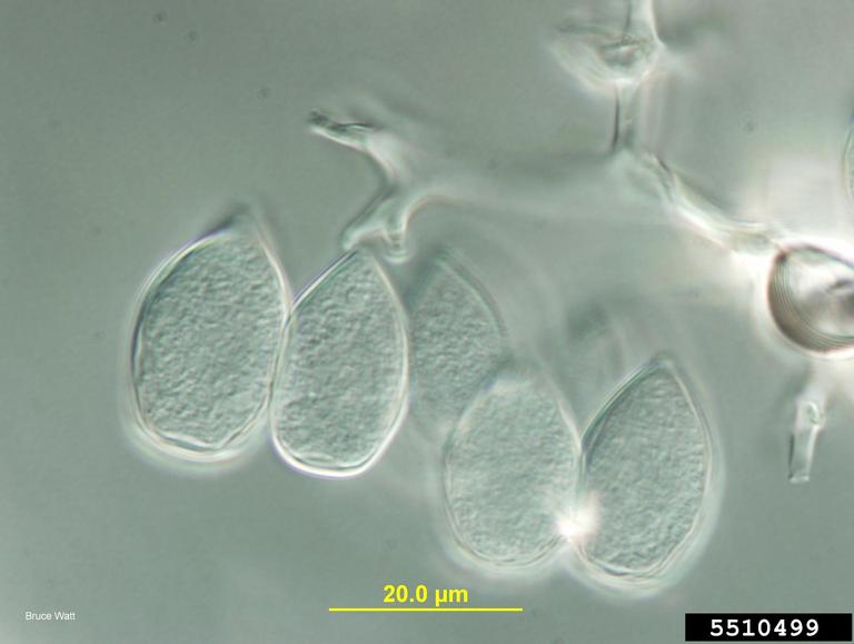 downy mildew (Plasmopara viticola)