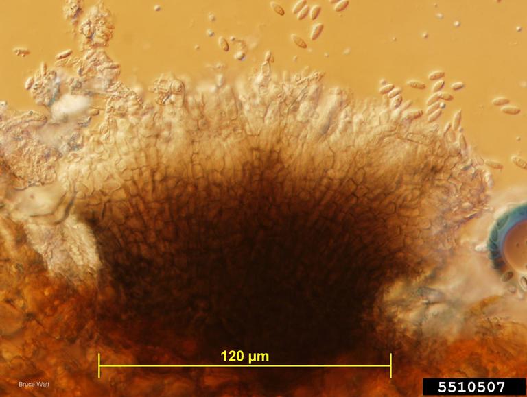 Kabatina blight (Kabatina juniperi ) on juniper (Juniperus spp. ) - 5510507