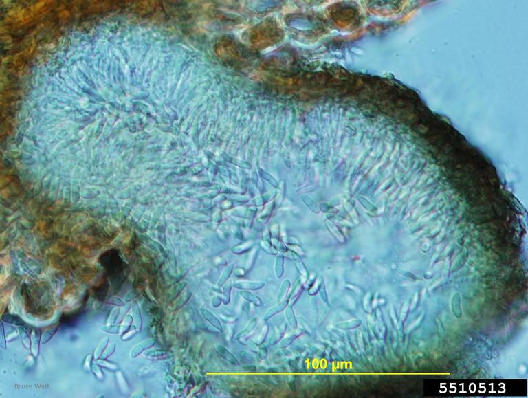 Sirococcus blight of conifers (Sirococcus conigenus)