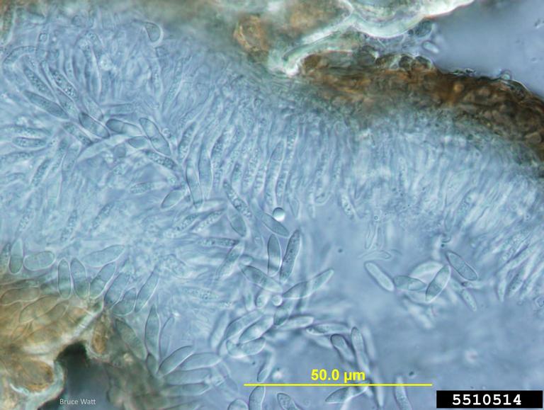 Sirococcus blight of conifers (Sirococcus conigenus)