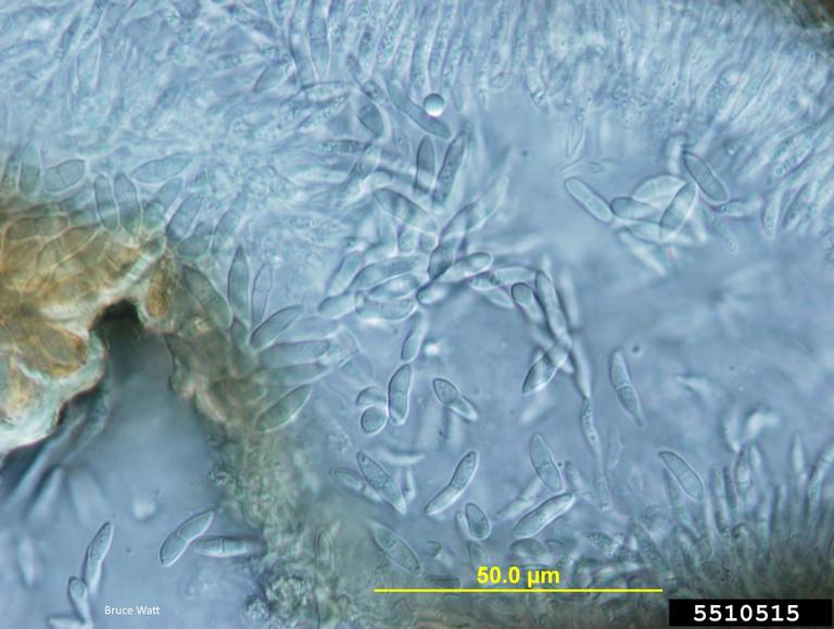 Sirococcus blight of conifers (Sirococcus conigenus)