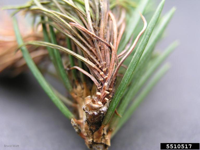 Sirococcus blight of conifers (Sirococcus conigenus (DC.) P. Cannon ...