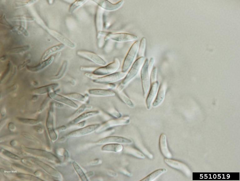 Sirococcus blight of conifers (Sirococcus conigenus)
