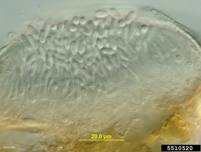 anthracnose (Genus Discula)