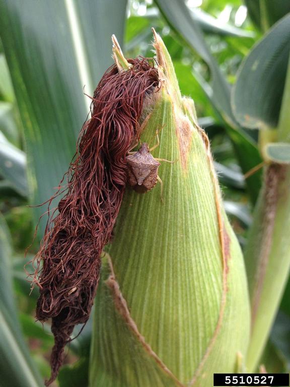 brown stink bug (Euschistus servus ) on corn (Zea mays ) - 5510527