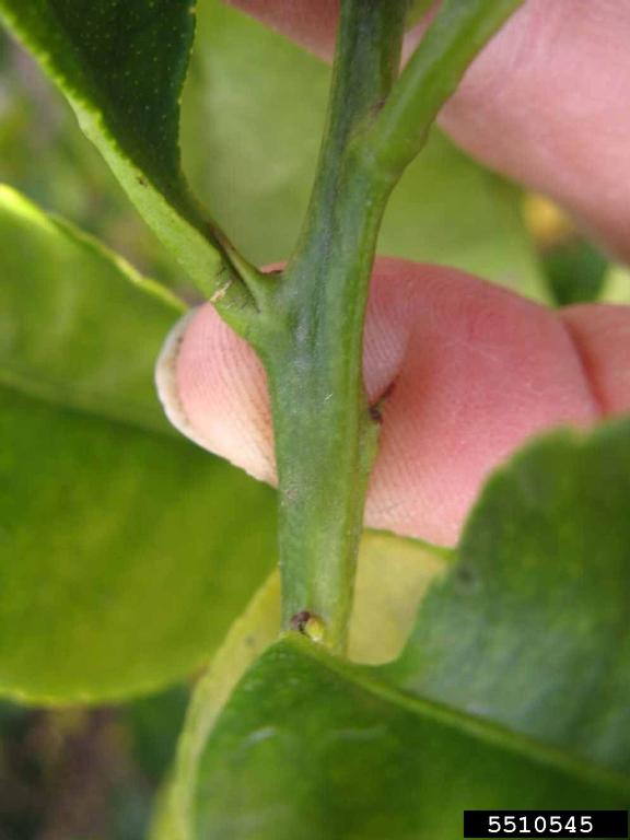 Citrus macroptera (Citrus hystrix cv. Citrus macroptera)