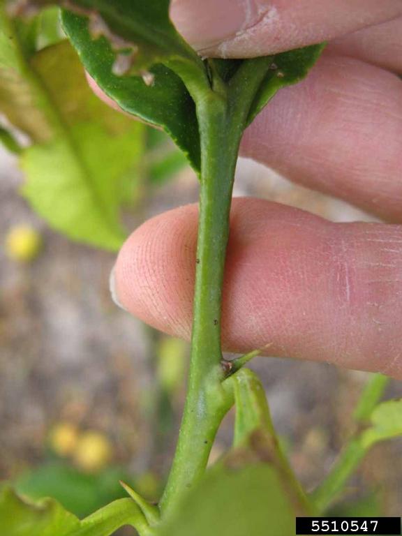 Citrus macroptera (Citrus hystrix cv. Citrus macroptera DC.)