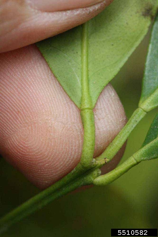 Cleopatra, Citrus reticulata cv. Cleopatra (Sapindales: Rutaceae) - 5510582