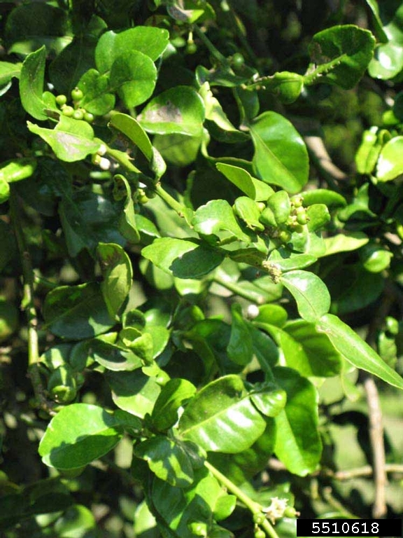 Combava (Citrus hystrix cv. Combava DC.)