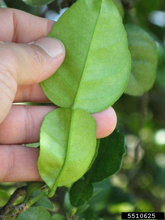 Combava (Citrus hystrix cv. Combava)