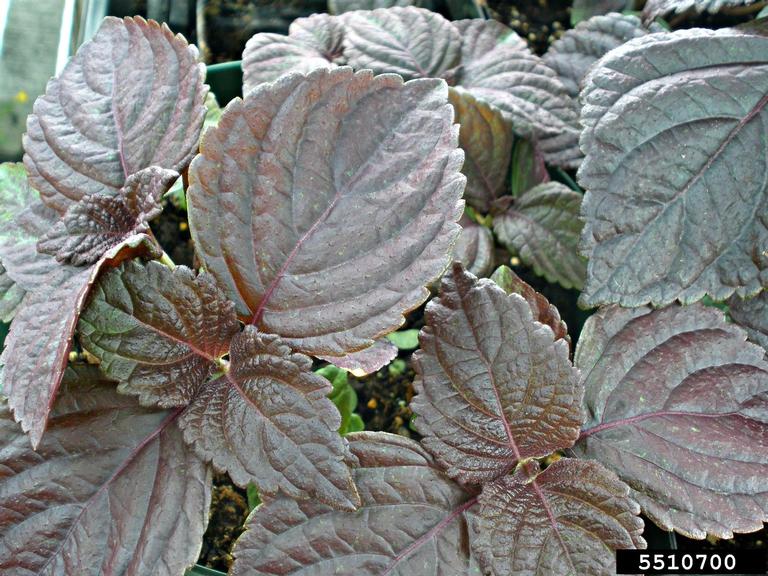 perilla mint (Perilla frutescens (L.) Britton)