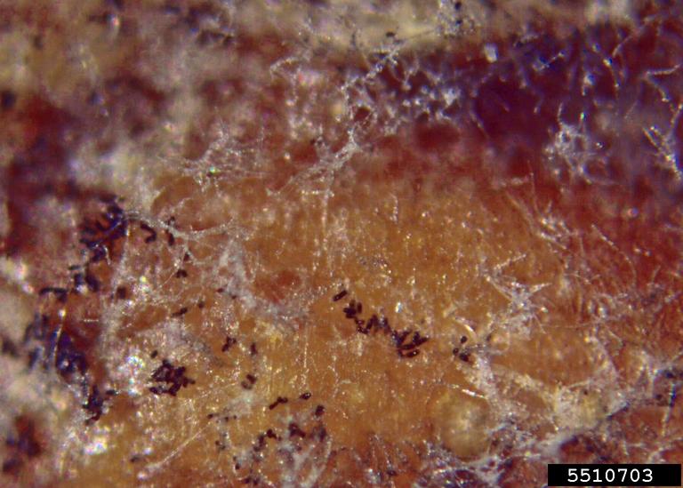 black root rot (Thielaviopsis basicola)