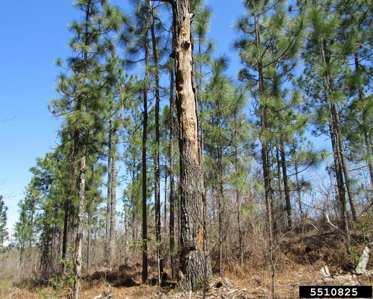 longleaf pine (Pinus palustris)