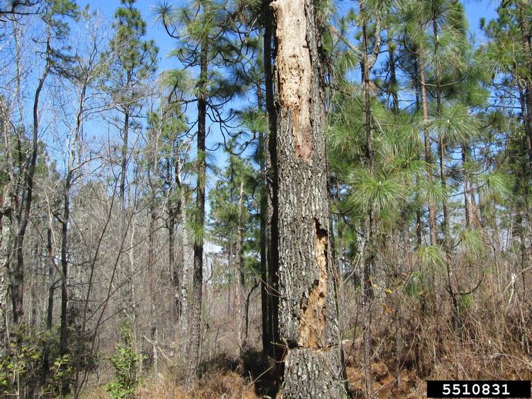 longleaf pine (Pinus palustris)
