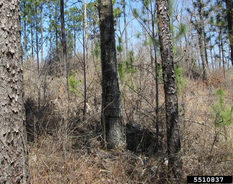 longleaf pine (Pinus palustris P. Mill.)