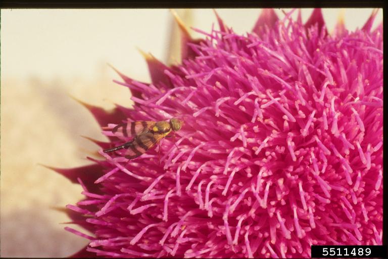 nodding thistle gall fly (Urophora solstitialis)