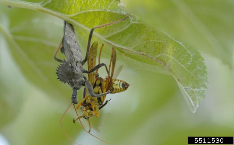 wheel bug (Arilus cristatus)