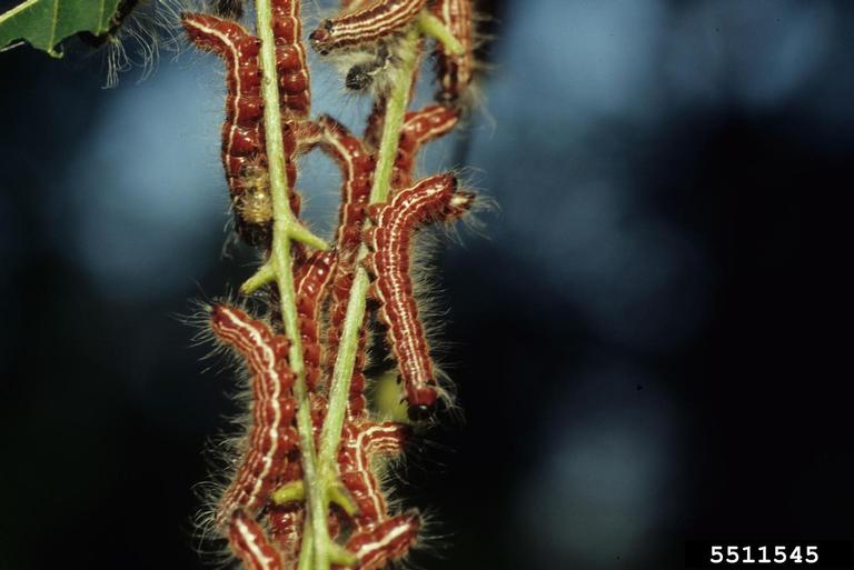 walnut caterpillar (Datana integerrima Grote & Robinson)