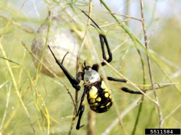 garden orbweavers (Genus Argiope Audouin, 1826)