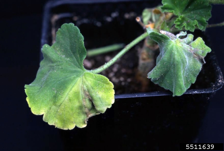 potato brown wilt (Ralstonia solanacearum Race 3 Biovar 2 (Smith 1896 ...