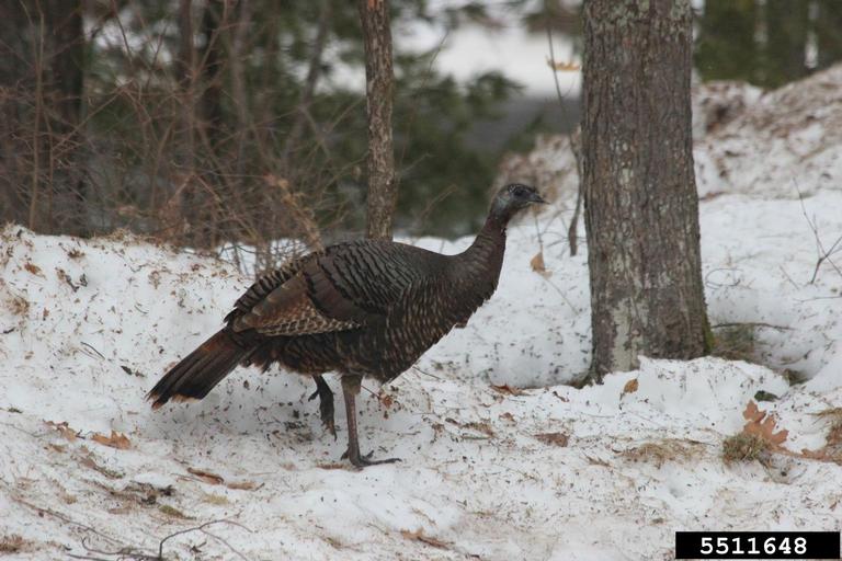 wild turkey (Meleagris gallopavo)