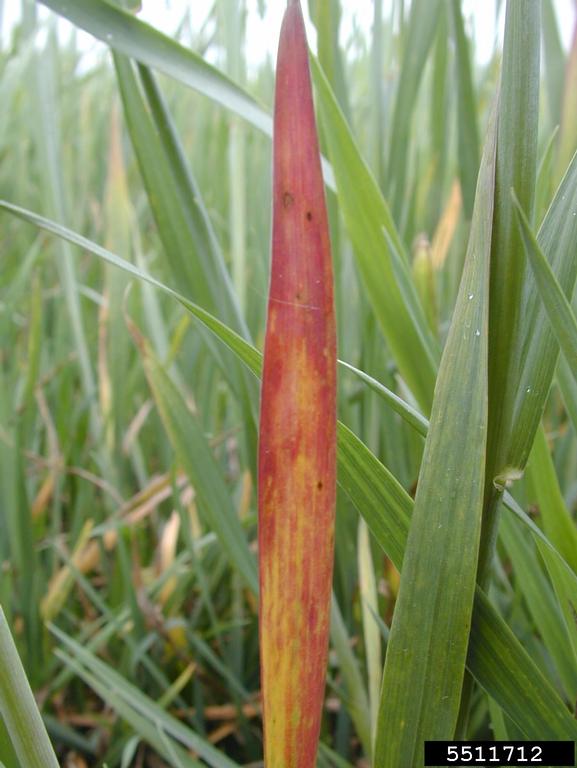 barley yellow dwarf virus (BYDV) (Luteovirus Barley yellow dwarf virus)