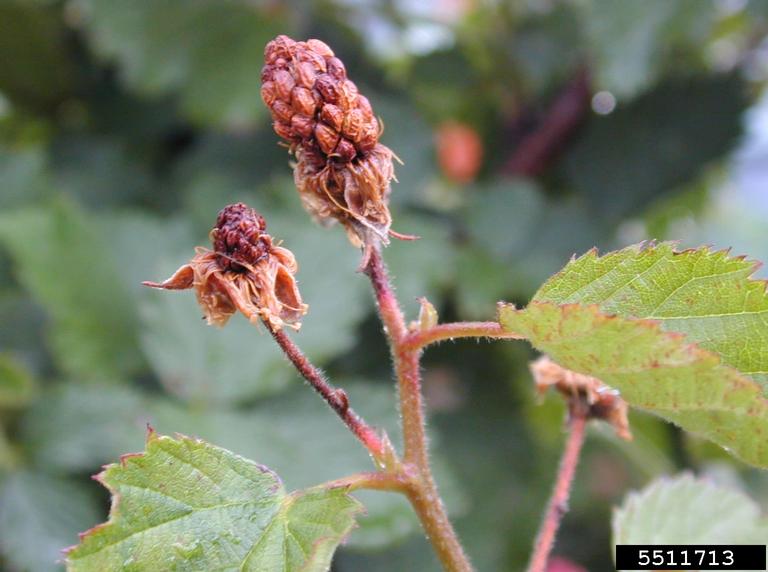 fire blight (Erwinia amylovora)
