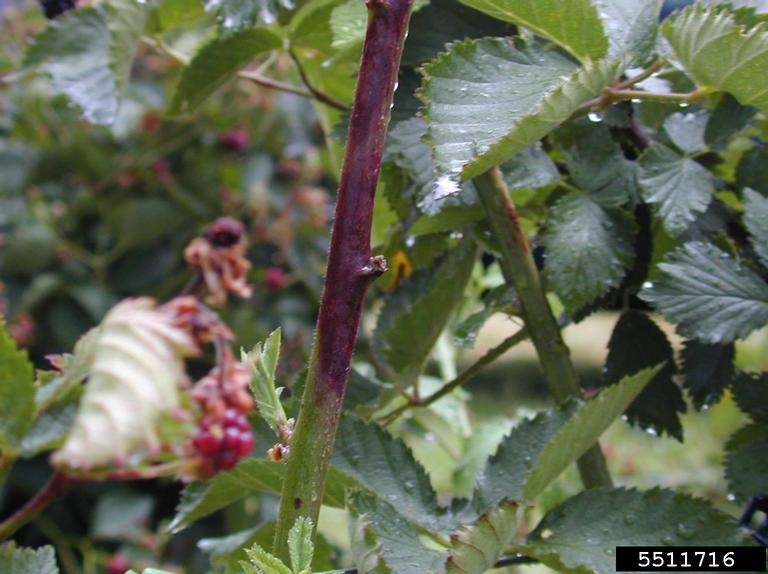 fire blight (Erwinia amylovora ) on cane fruit (blackberry, raspberry ...