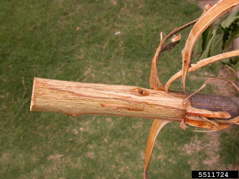 Dutch elm disease (Ophiostoma ulmi ) on American elm (Ulmus americana ...