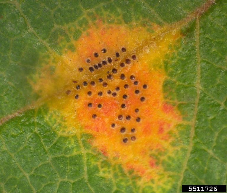 cedar-apple rust (Gymnosporangium juniperi-virginianae Schwein.)