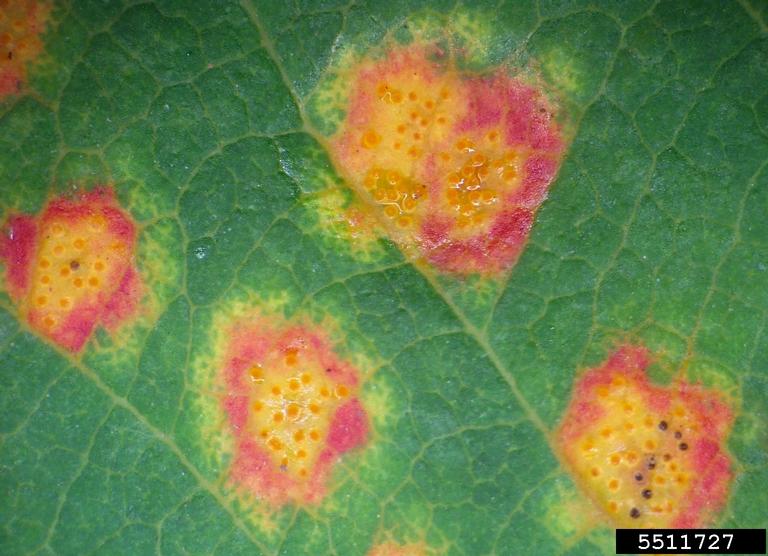 cedar-apple rust (Gymnosporangium juniperi-virginianae)