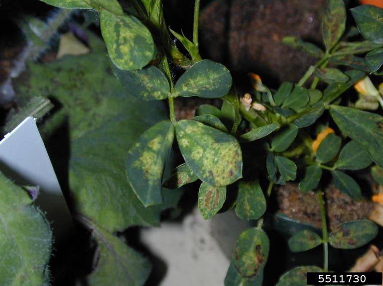 tomato spotted wilt virus (TSWV) (Tospovirus Tomato spotted wilt virus)