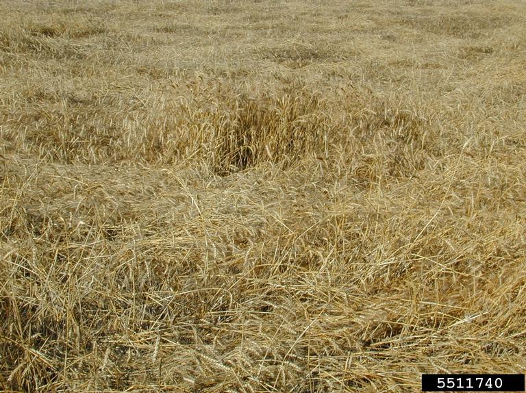 foot rot (Pseudocercosporella herpotrichoides (Wallwork & Spooner ...